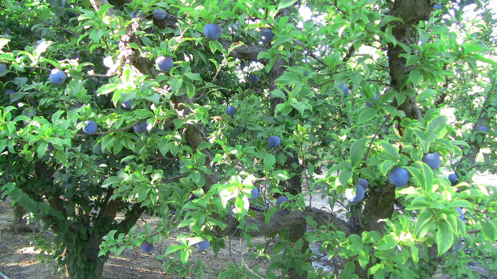 Ce daunatori trebuie sa combatem acum la prun? - Sănătatea Plantelor