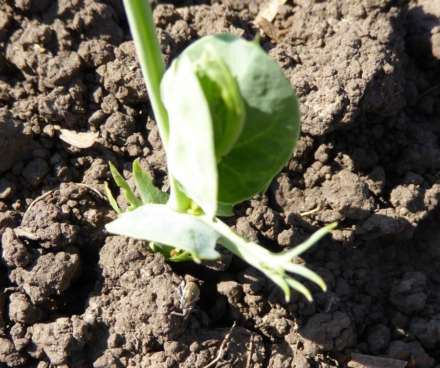 Fermierii mizeaza tot mai mult pe cultura de mazare - Sănătatea Plantelor