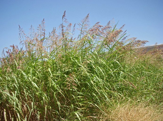 Nu stiti cu ce sa combateti costreiul din rizomi din cultura de porumb ...