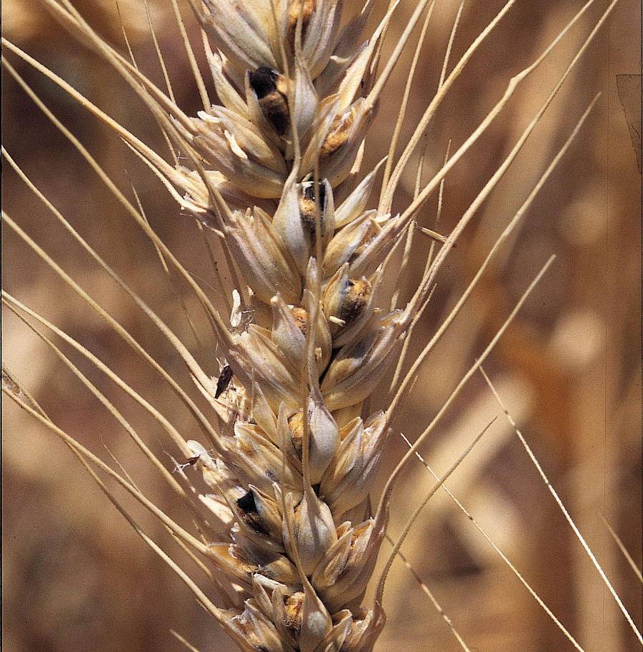 Fungicidul AMIRAL PROFFY 6 FS, utilizat ca tratament la samanta - Sănătatea Plantelor