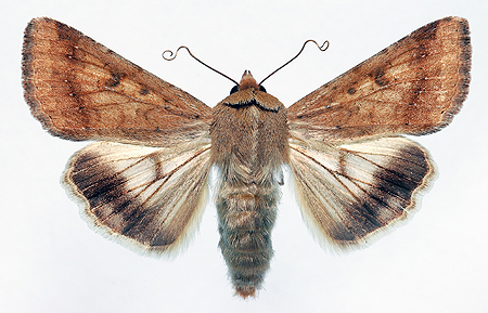 Cum sa ne ferim culturile de omida fructificatiilor (Helicoverpa ...