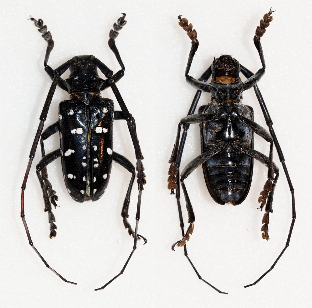 Fig. 4 Anoplophora chinensis - Sănătatea Plantelor