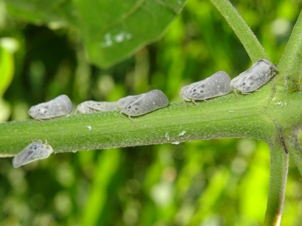Vor mai fi invazii puternice de cicada melifera Metcalfa pruinosa in ...