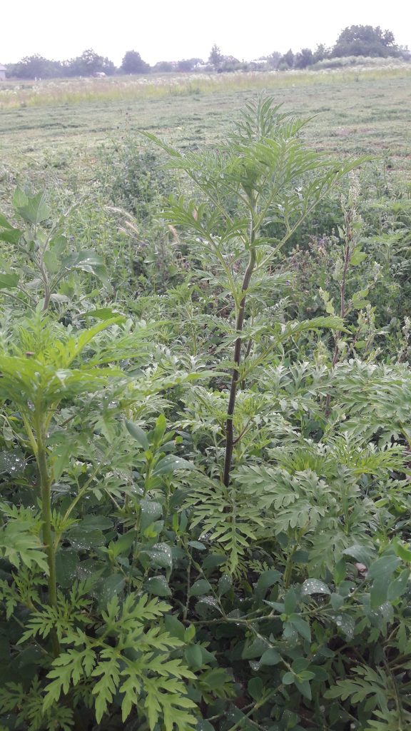 Ambrozia 3 - Sănătatea Plantelor