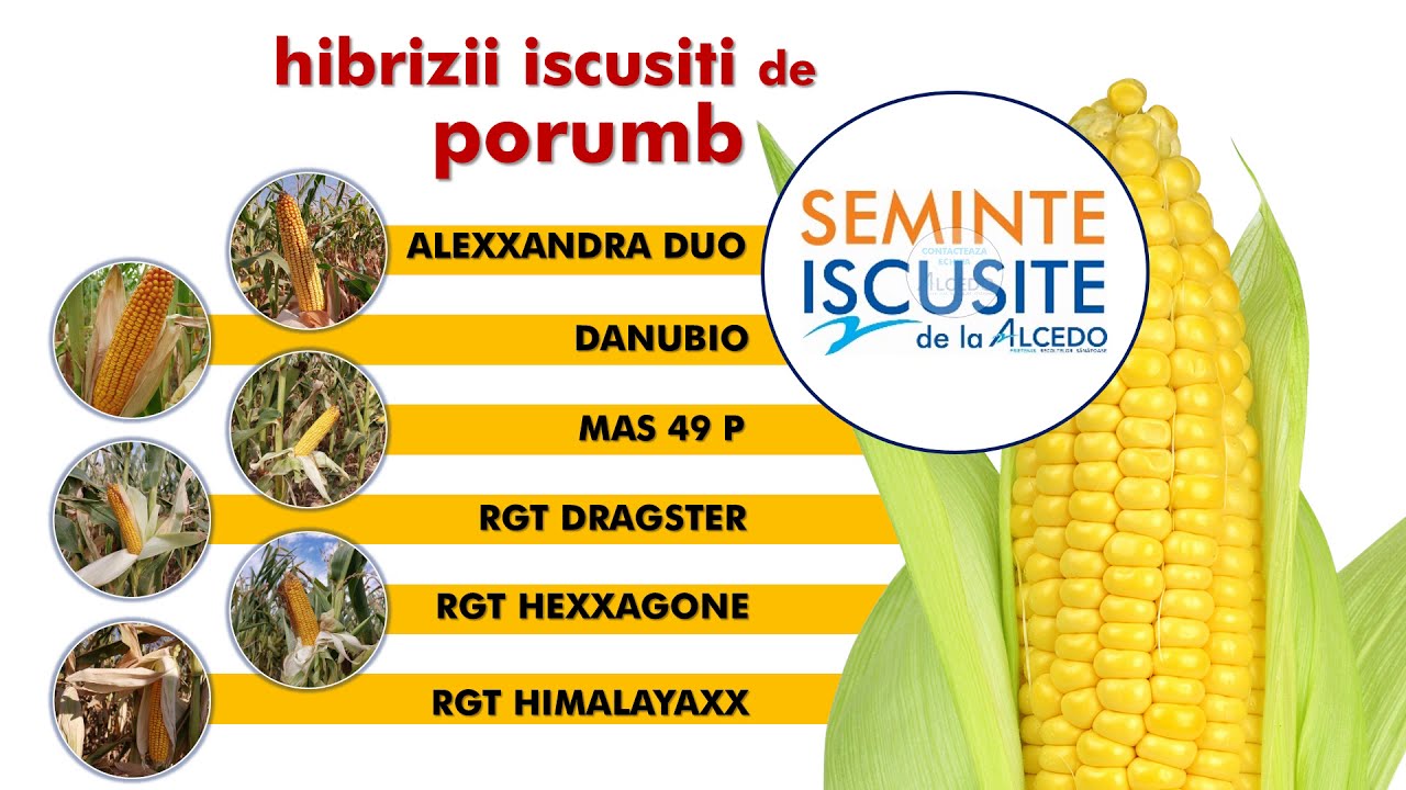 Ce hibrizi de porumb recomanda specialistii ALCEDO pentru 2021 ...