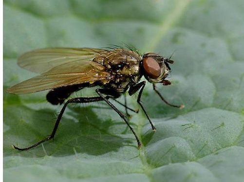 Despre musca verzei in miez de iarna - Sănătatea Plantelor