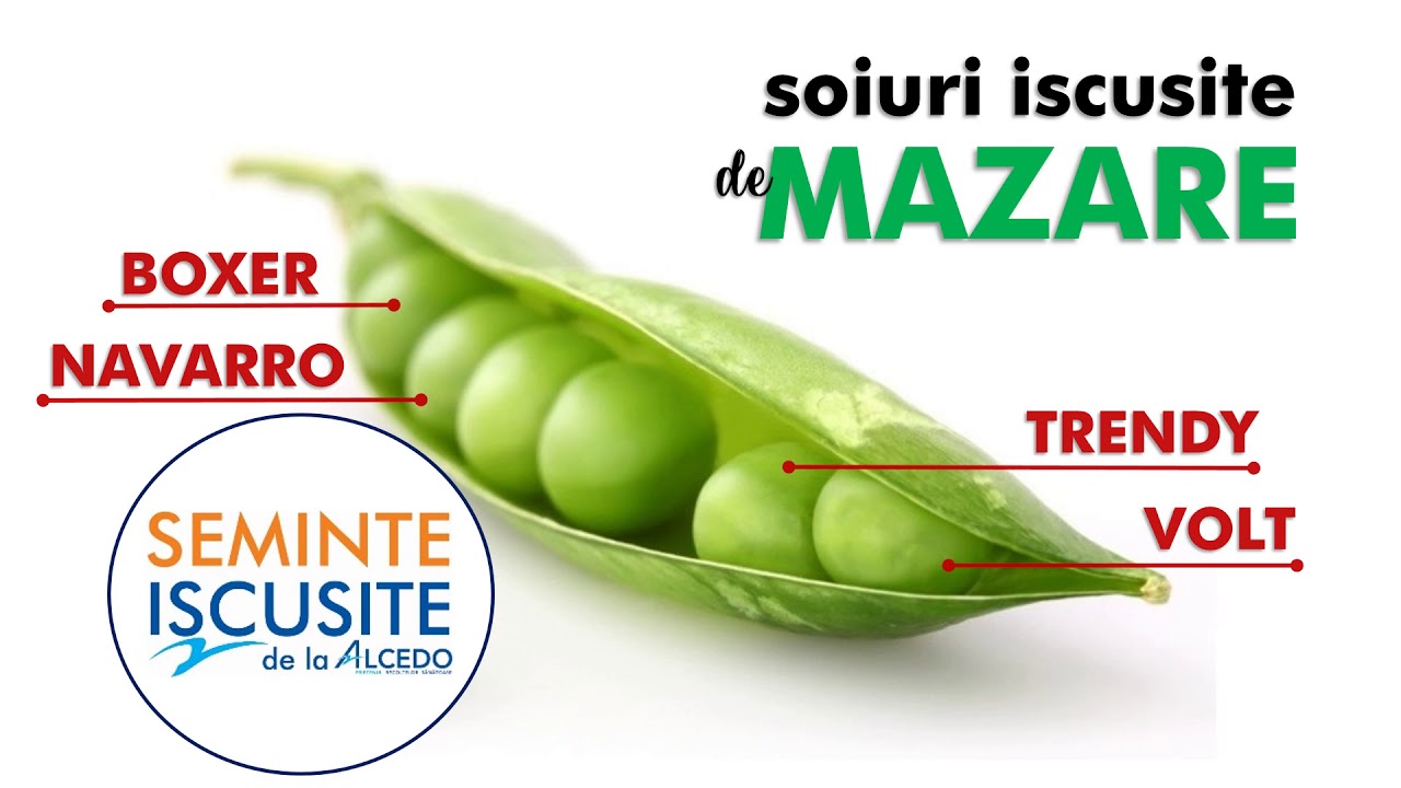 Ce soi de mazare alegem in 2021? - Sănătatea Plantelor