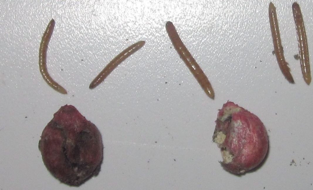 Viermii sarma (Agriotes spp.), din ce in ce mai prezenti si in sud ...