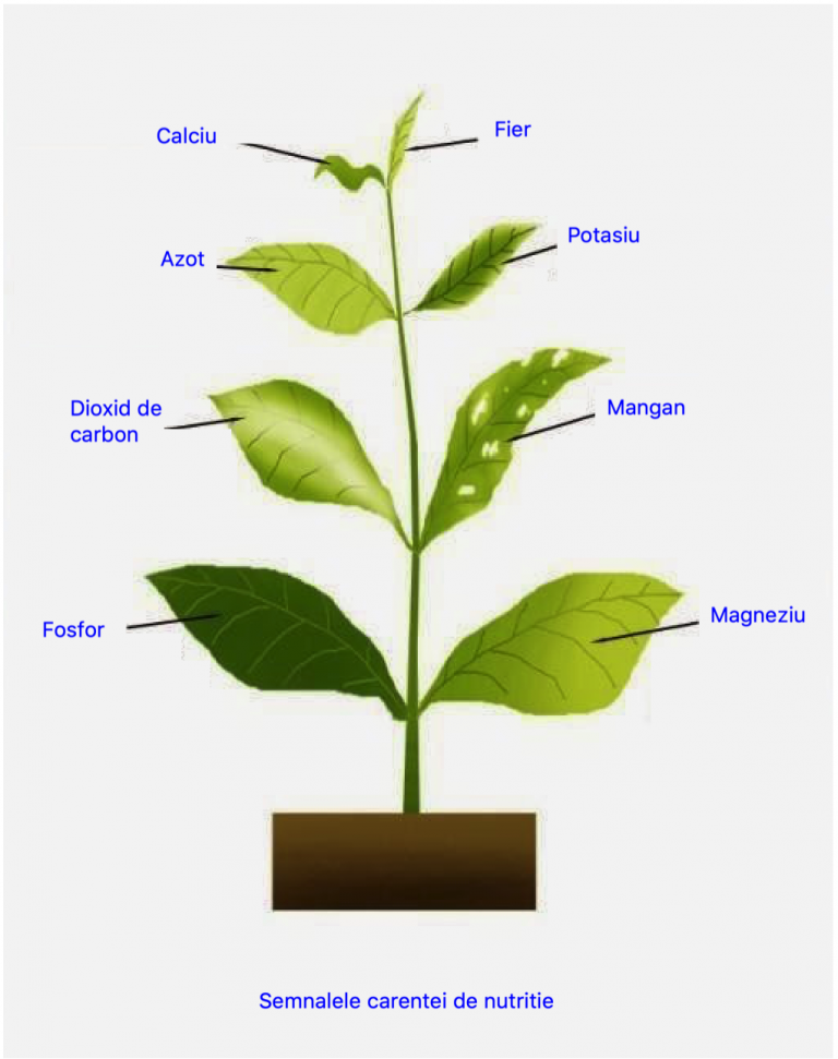 Rolul macro si micronutrientilor in cresterea si dezvoltarea plantelor ...