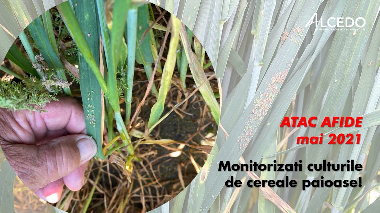Atentie la afide! Monitorizati culturile de cereale paioase ...