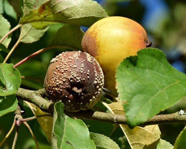 Prevenirea si combaterea moniliozei la speciile samburoase - Sănătatea ...