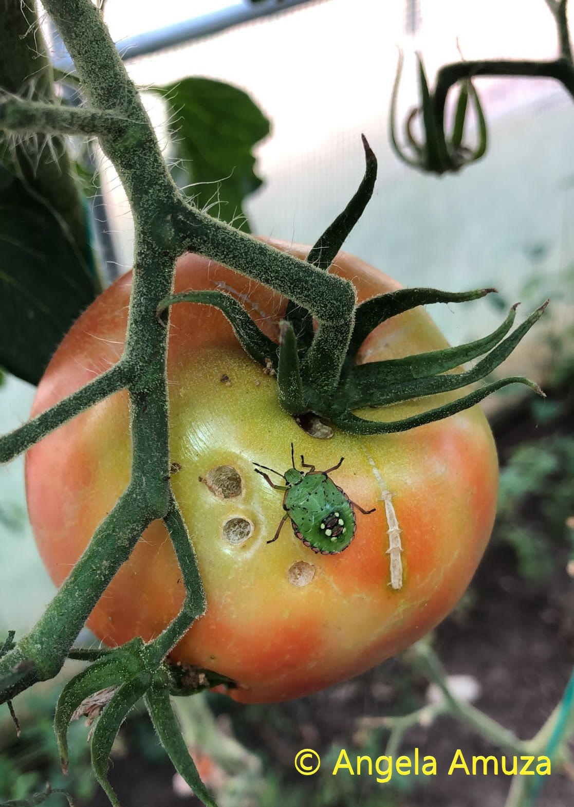 Plosnita verde a tomatelor – Nazera viridula, o adevarata problema ...