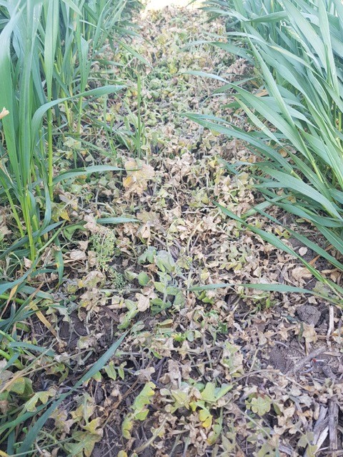 Pixxaro™ Super - Inovatia cu cel mai larg spectru de buruieni ...