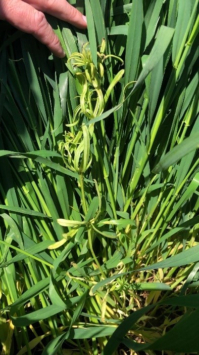 Pixxaro™ Super - Inovatia cu cel mai larg spectru de buruieni ...