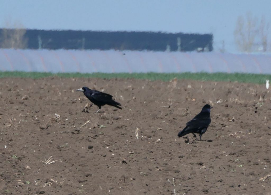 Cioara de semanatura, inger si demon pentru fermieri - Sănătatea Plantelor