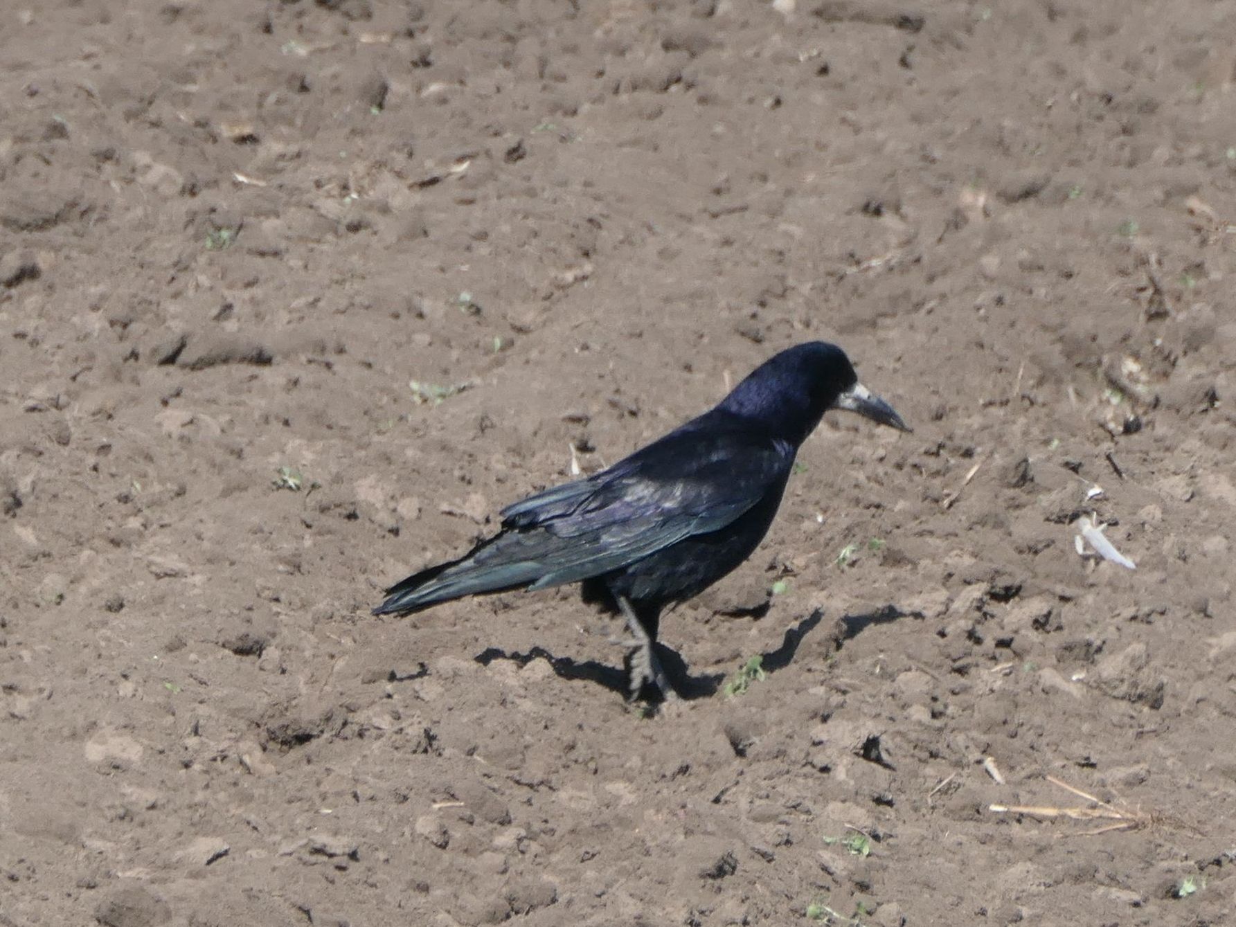 Cioara de semanatura, inger si demon pentru fermieri - Sănătatea Plantelor