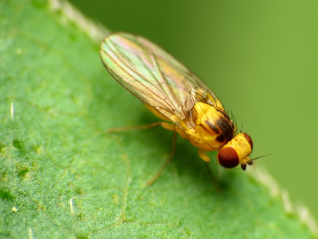 Musca miniera (Liriomyza trifolii) - plante atacate, simptome, mod de ...