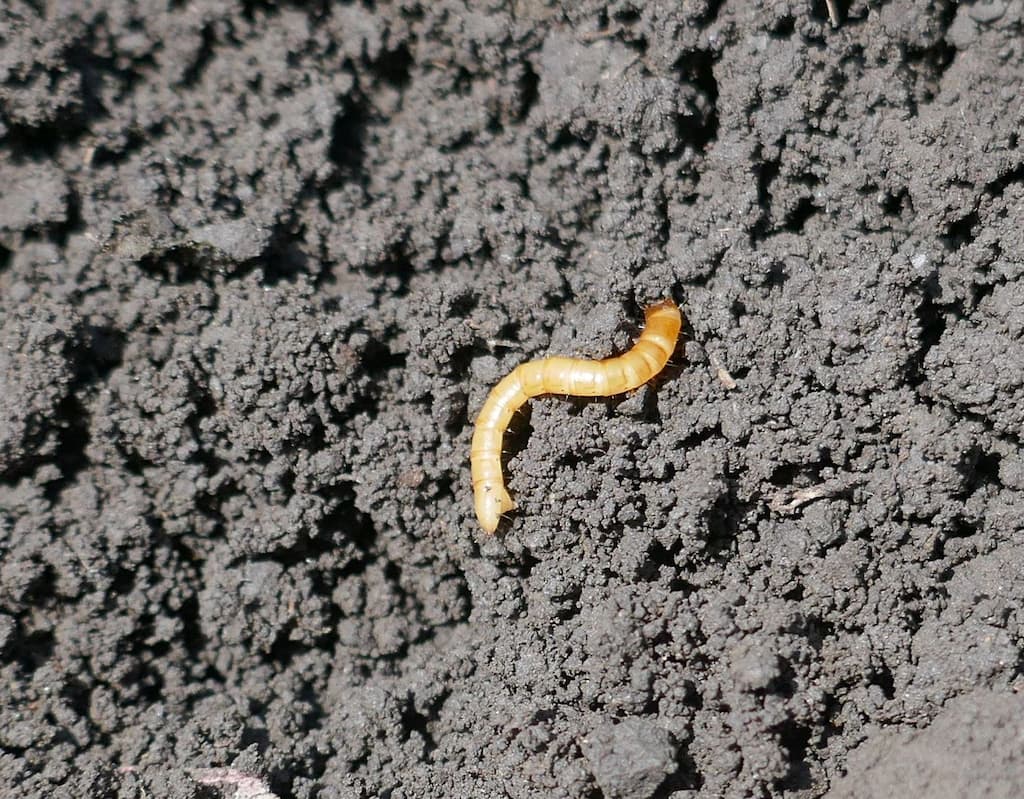 Conditiile de seceta favorizeaza cresterea populatiilor de daunatori ...