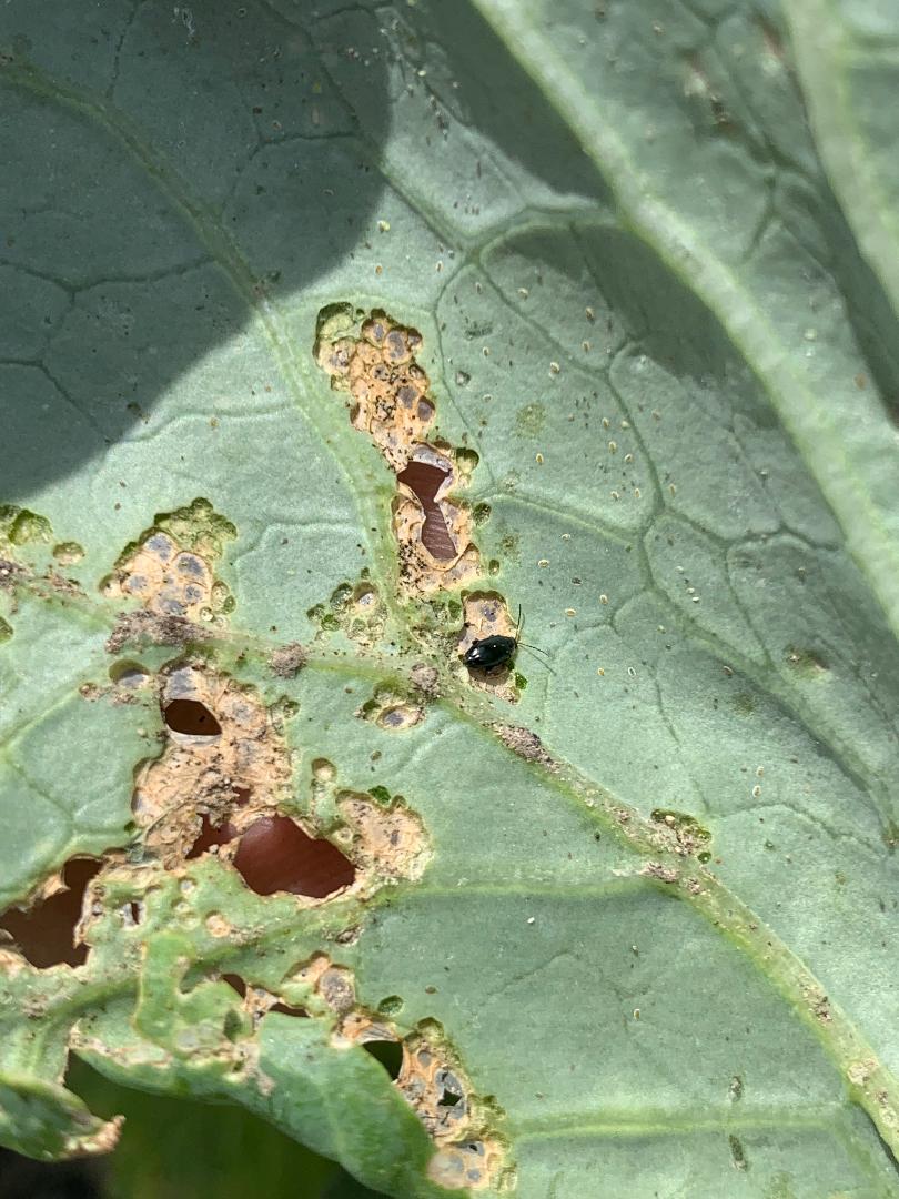 Fig. 3 atac pureci - frunza de varza foto original - Sănătatea Plantelor