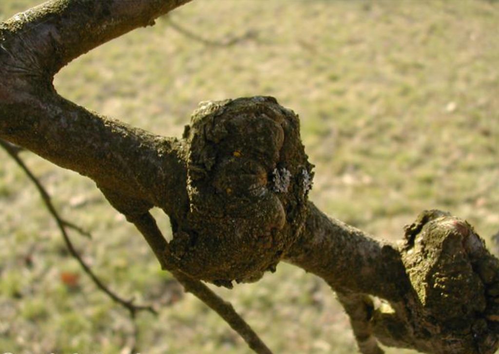 Cancerul deschis al ramurilor-tulpinilor (Nectria galligena ...
