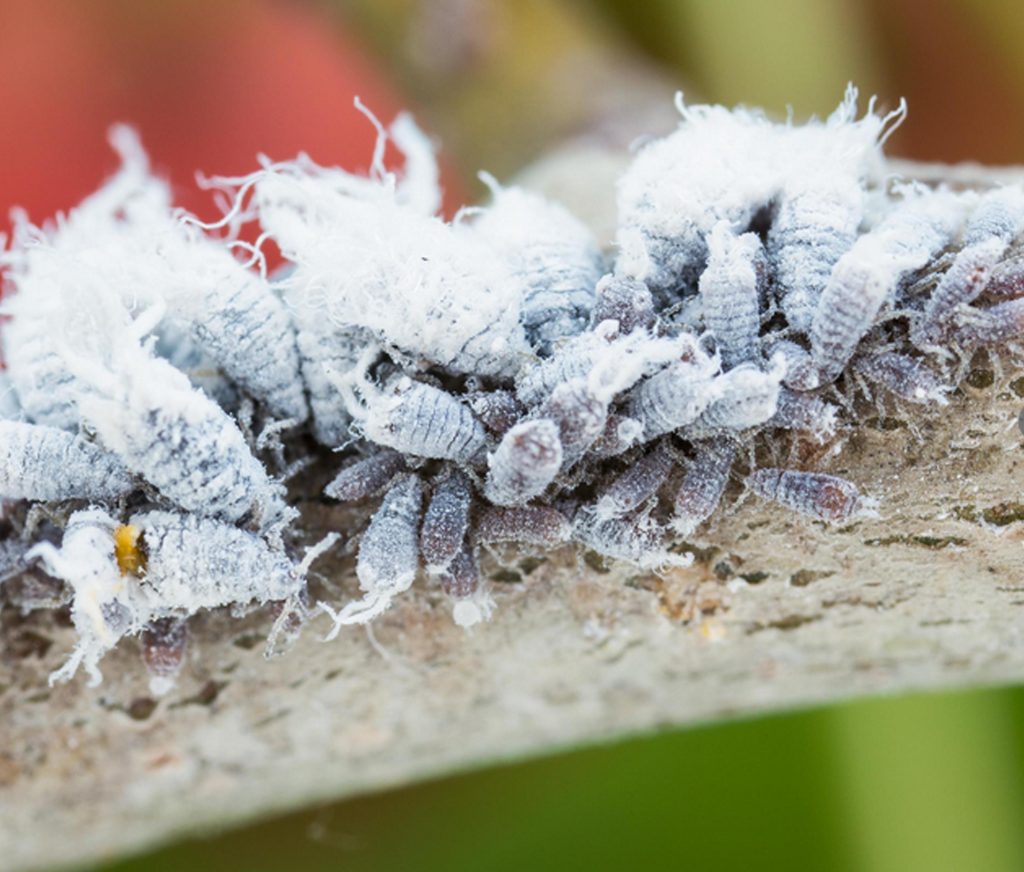 Cancerul deschis al ramurilor-tulpinilor (Nectria galligena ...