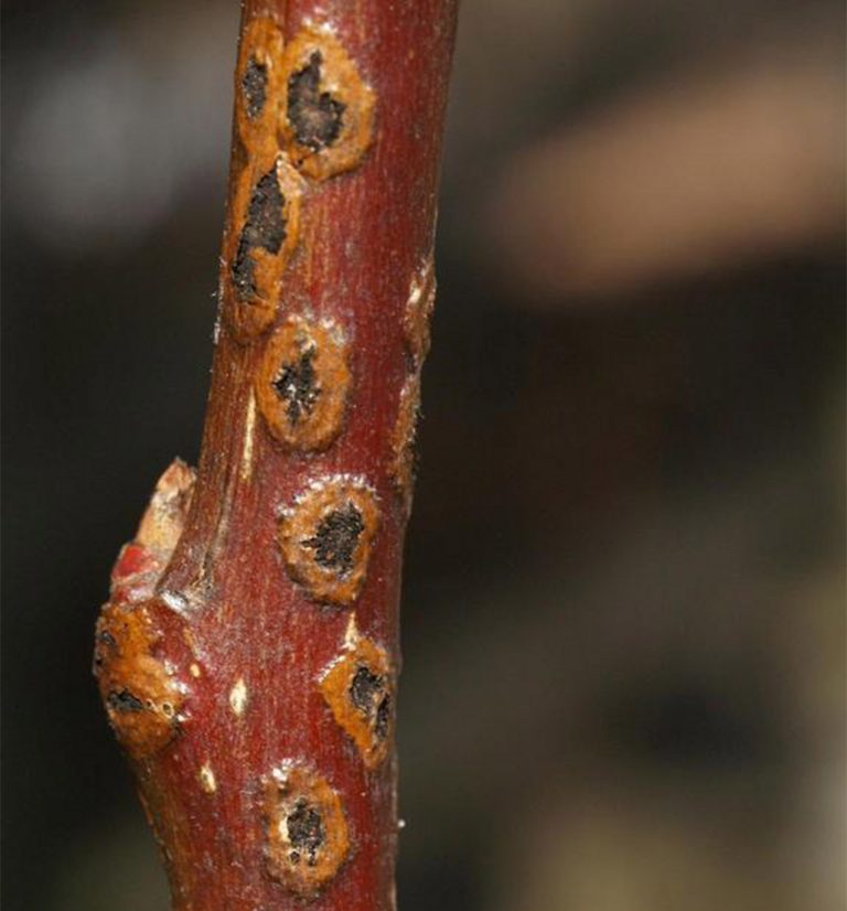 Cancerul deschis al ramurilor-tulpinilor (Nectria galligena ...