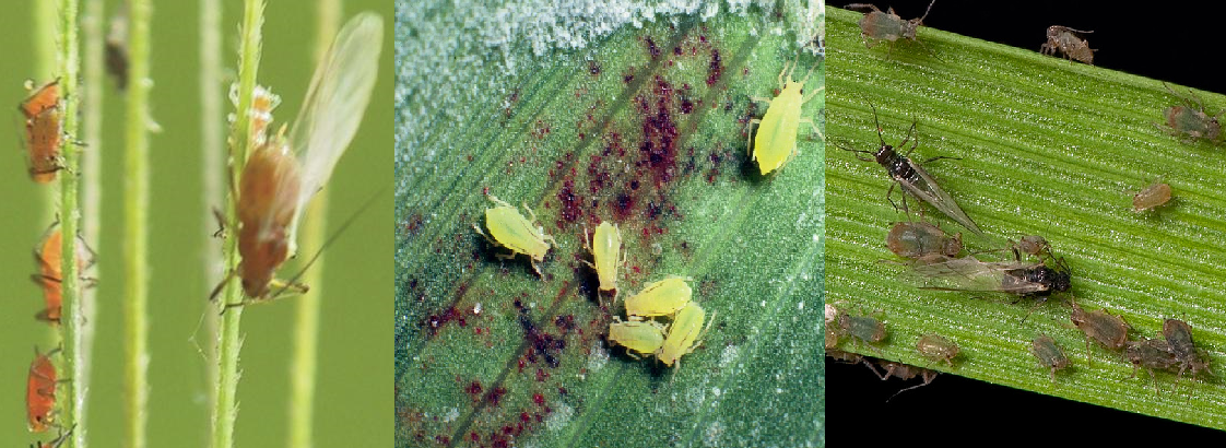 Afidele cerealelor paioase (grau, orz, ovaz, secara) - Sănătatea Plantelor