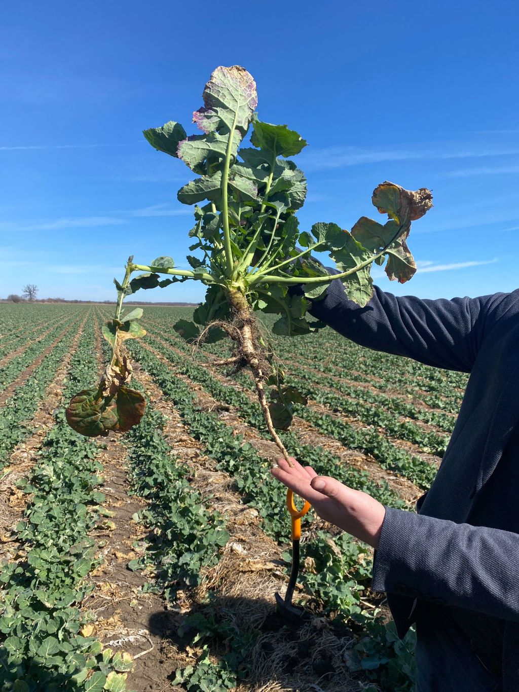 Cum arata radacinile plantelor de rapita fertilizate concomitent cu ...