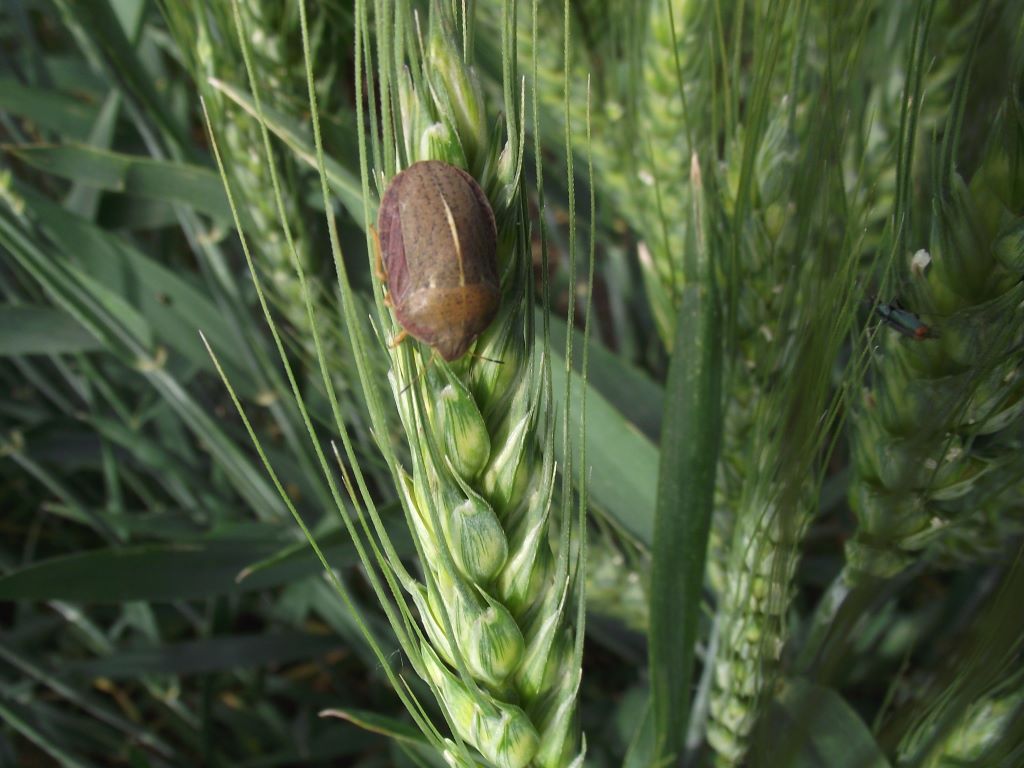 Atentie la plosnita cerealelor (Eurygaster integriceps)! - Sănătatea ...