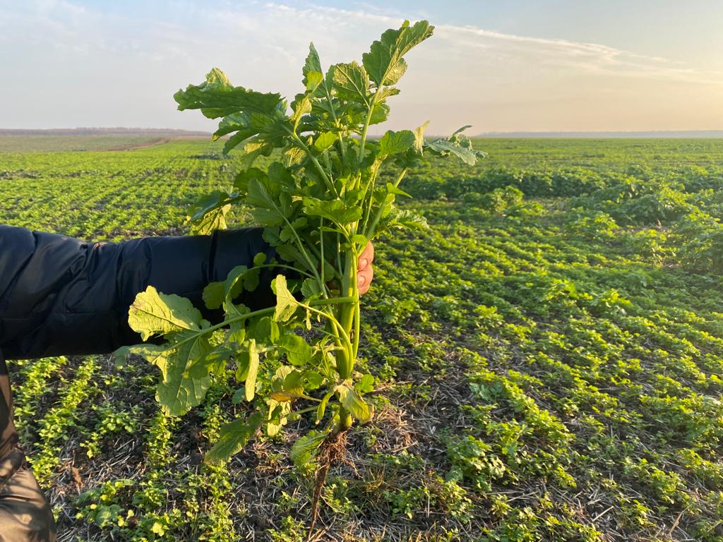 3 motive ca sa alegi un covor vegetal de mustar in ferma ta - Sănătatea ...