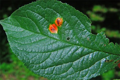 Patarea rosie a frunzelor de prun (Polystigma rubrum) - Sănătatea Plantelor