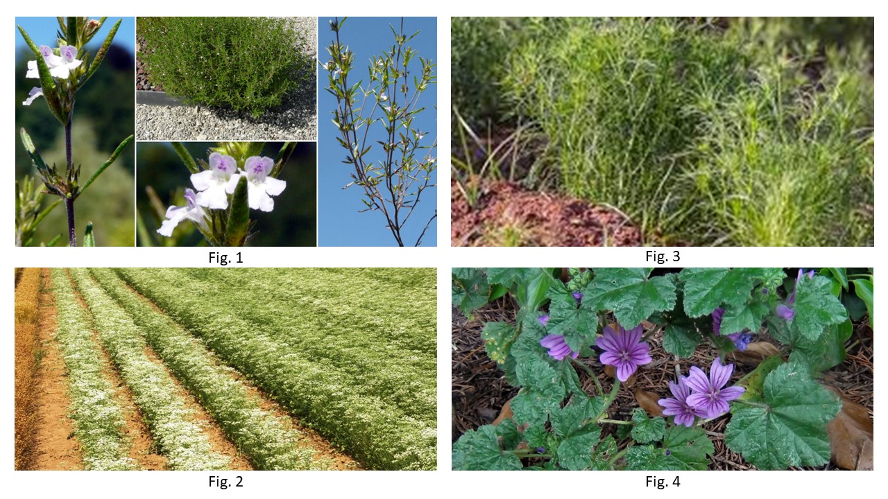 Erbicidarea culturilor de plante medicinale si aromatice - Sănătatea ...