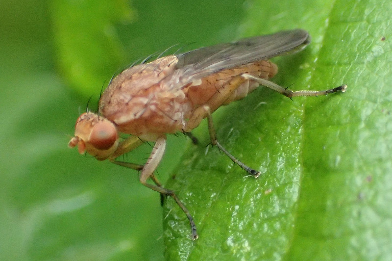Musca usturoiului - Sănătatea Plantelor
