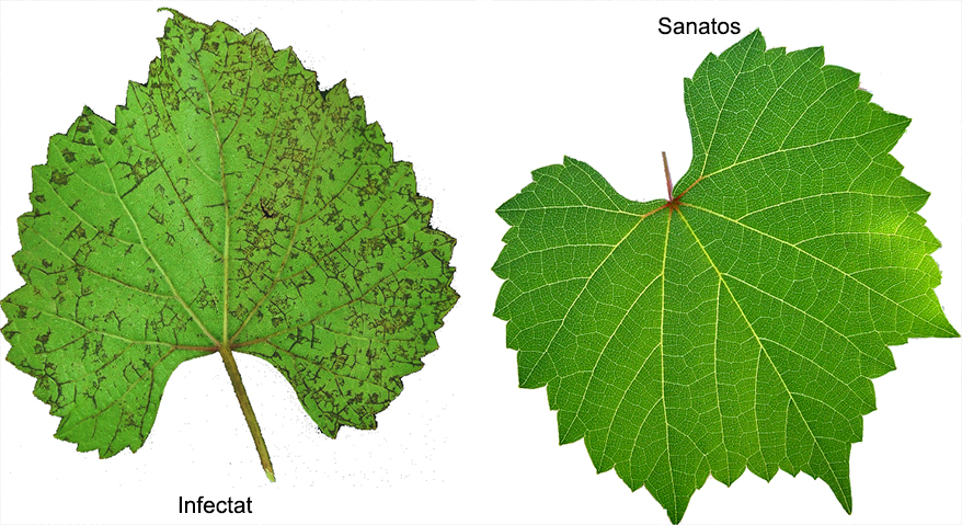 ,,Boala lemnului striat” la vita de vie - Sănătatea Plantelor