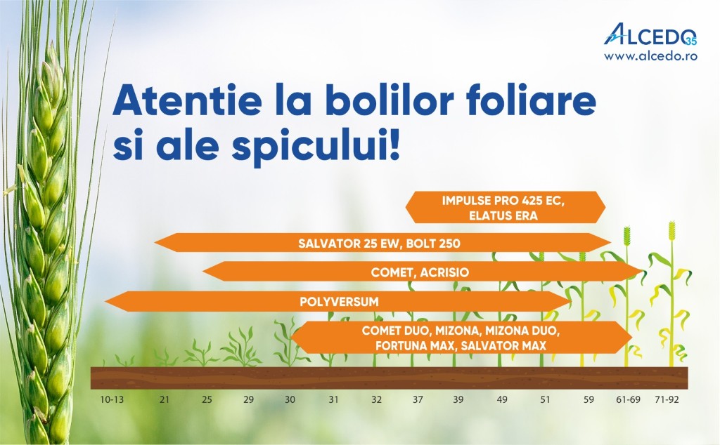 Atentie la bolile foliare si ale spicului la cereale paioase ...
