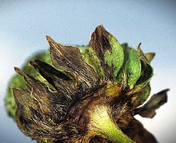 Arsura bacteriana a capsunului (Xanthomonas fragariae) - Sănătatea ...