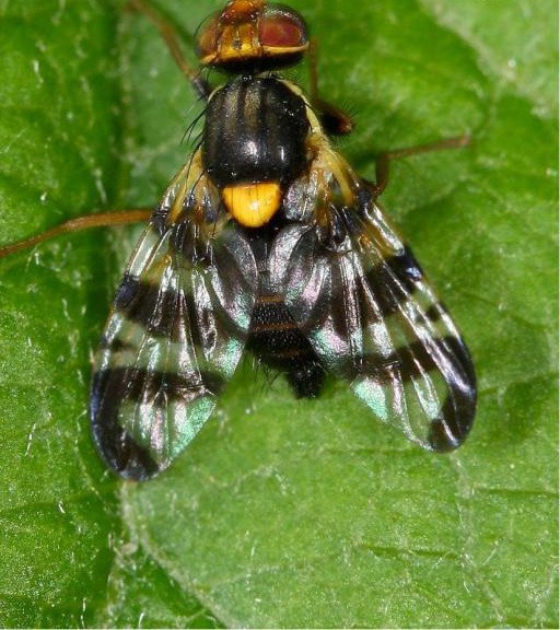 Cum combatem viermele / musca cireselor (Rhagoletis cerasi) - Sănătatea ...