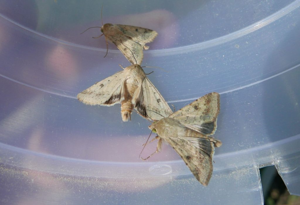 Omida fructificatiilor (Helicoverpa armigera), vine „la pachet” cu ...