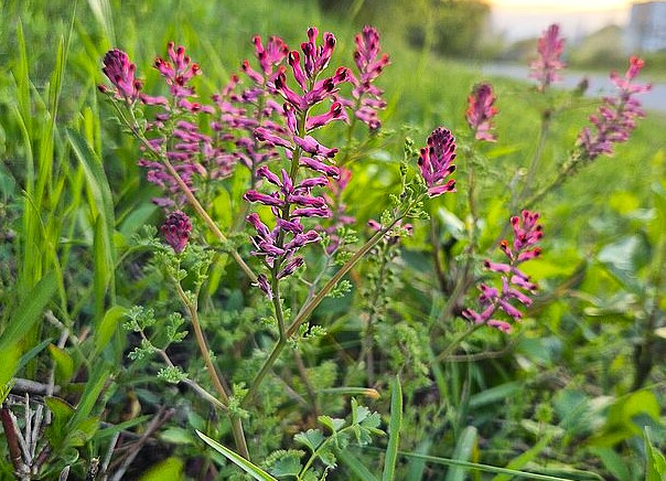 Biologia, ecologia si combaterea fumaritei (Fumaria officinalis ...